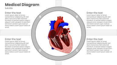 Medical Diagram - Animated Open Heart 3D - Rotate for 360 view - 4 Steps