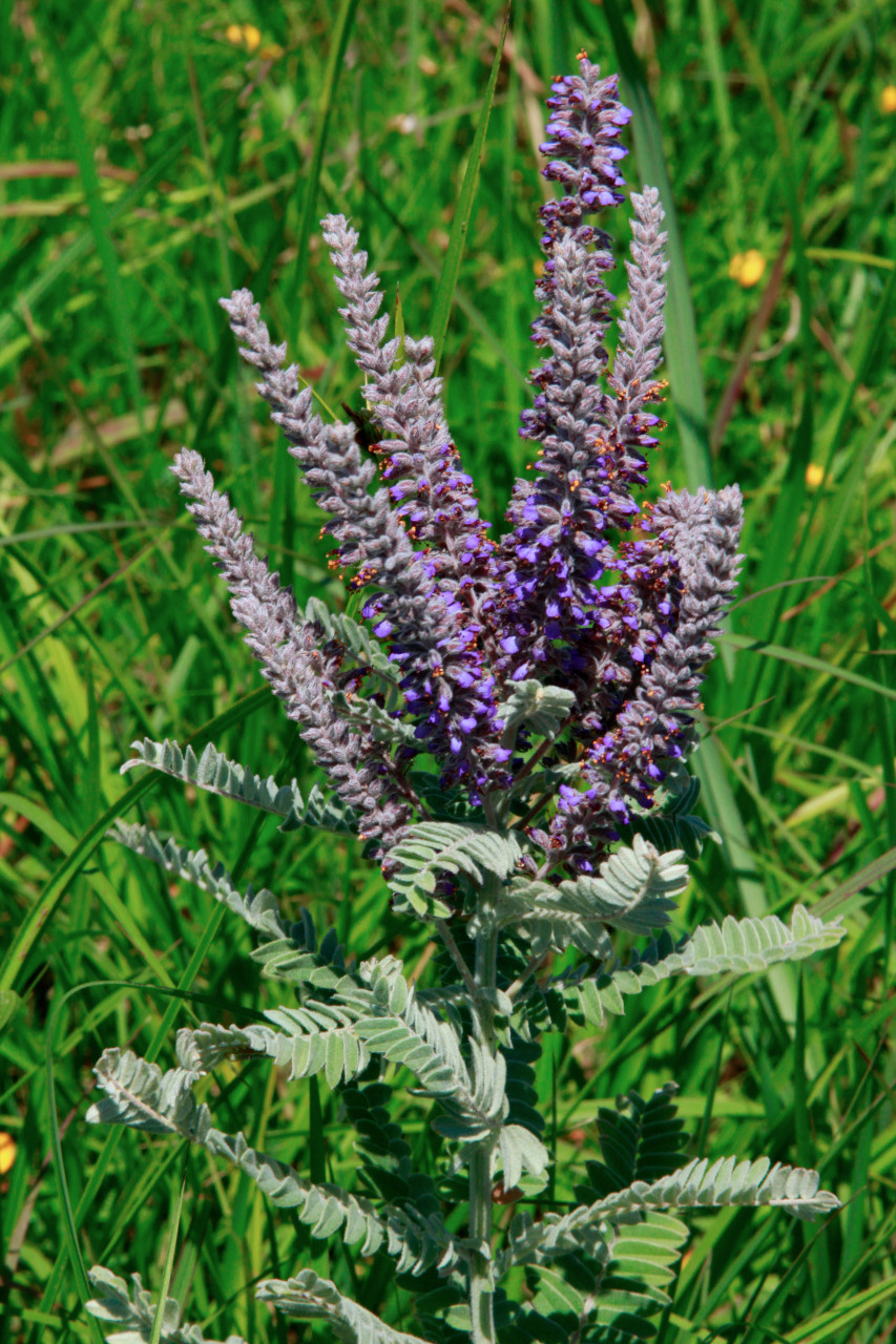 Amorpha canescens (Lead Plant)