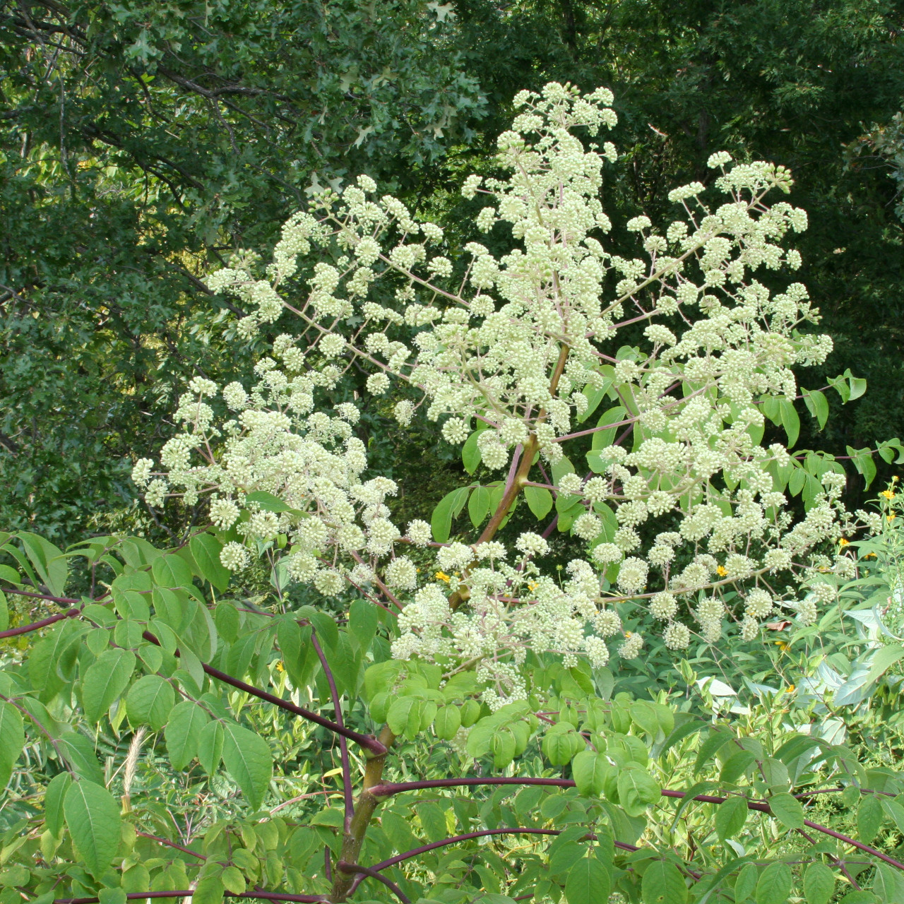 PLANT TYPES - Trees - Missouri Wildflowers Nursery