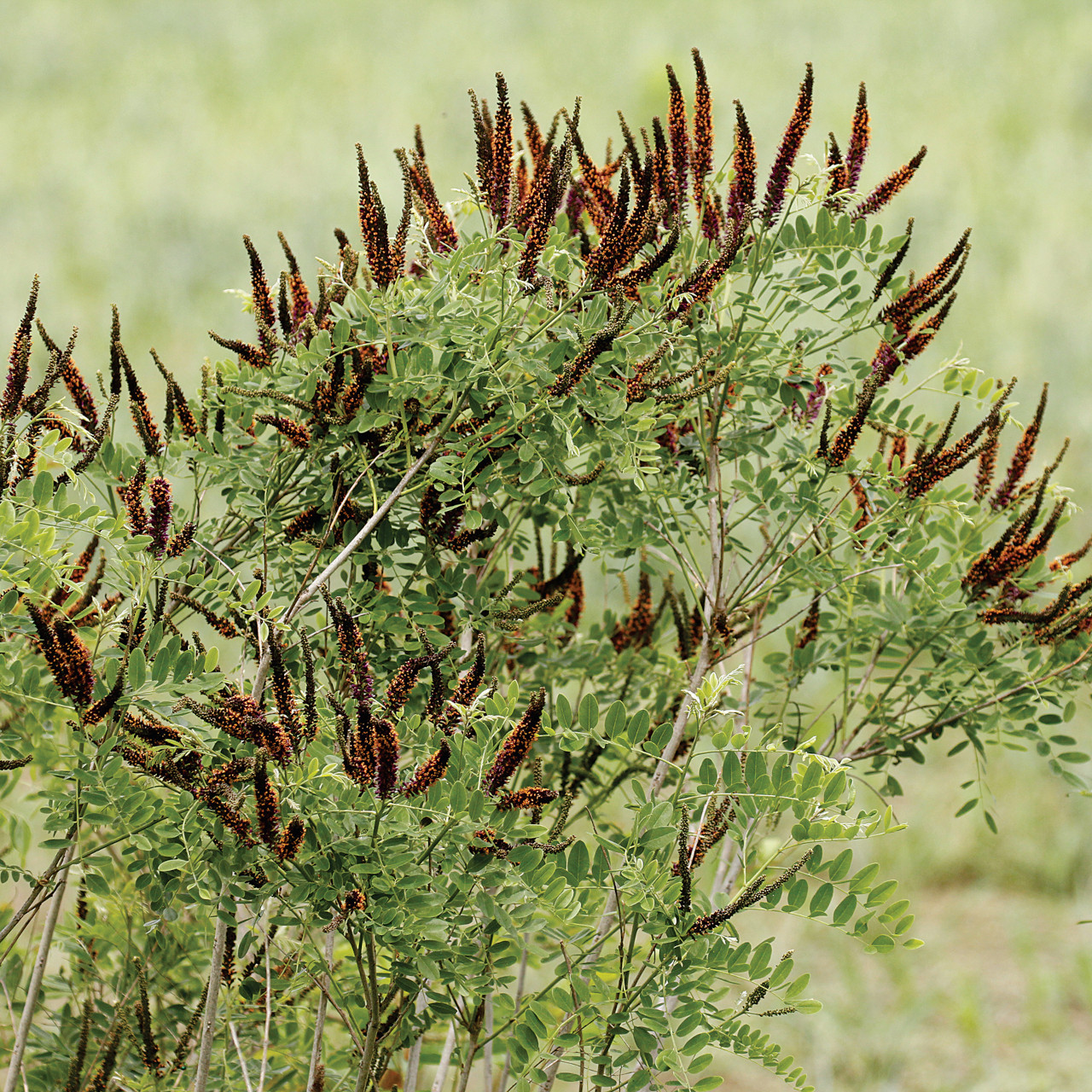 Amorpha fruticosa (Indigo Bush)