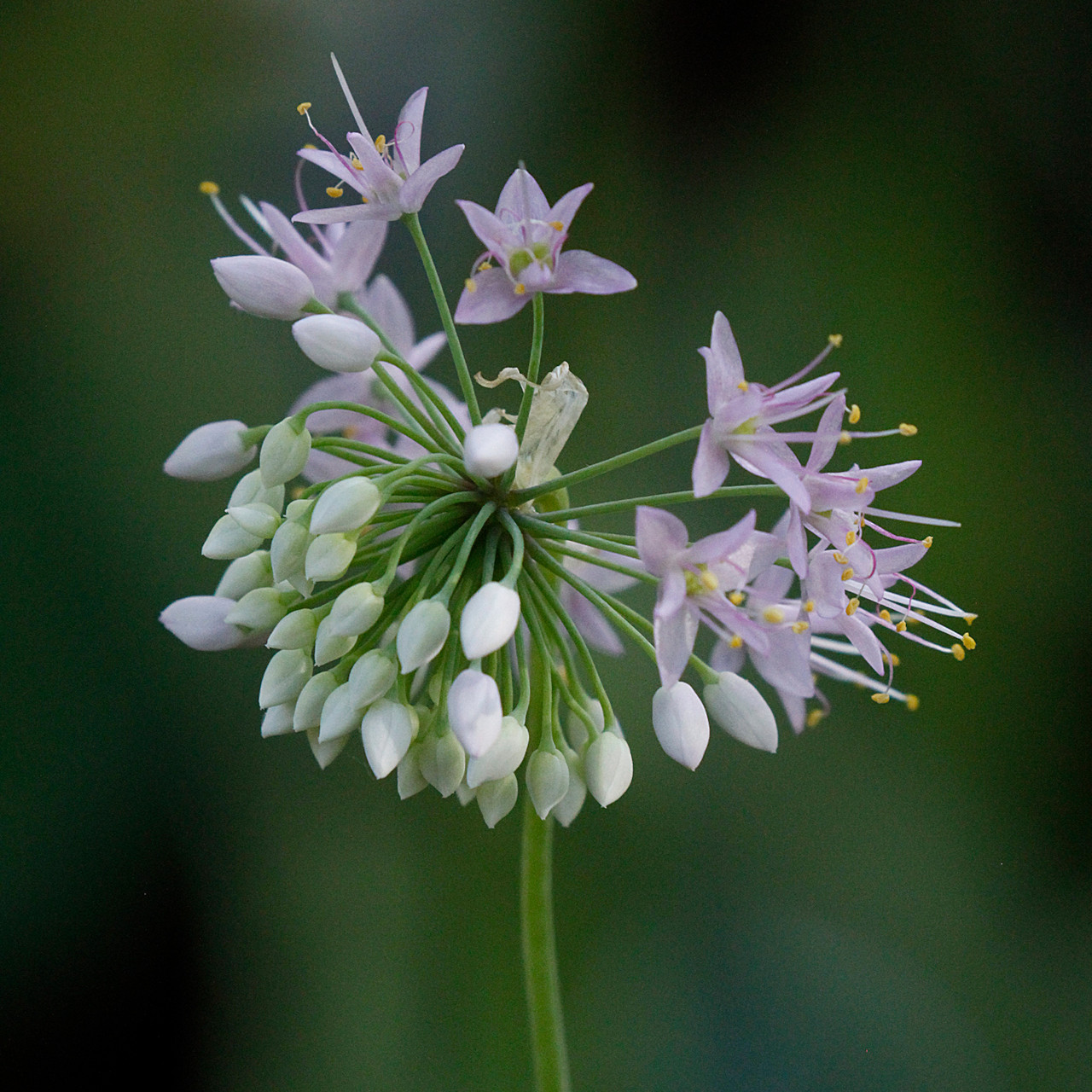 PLANT TYPES - Wildflowers - Missouri Wildflowers Nursery