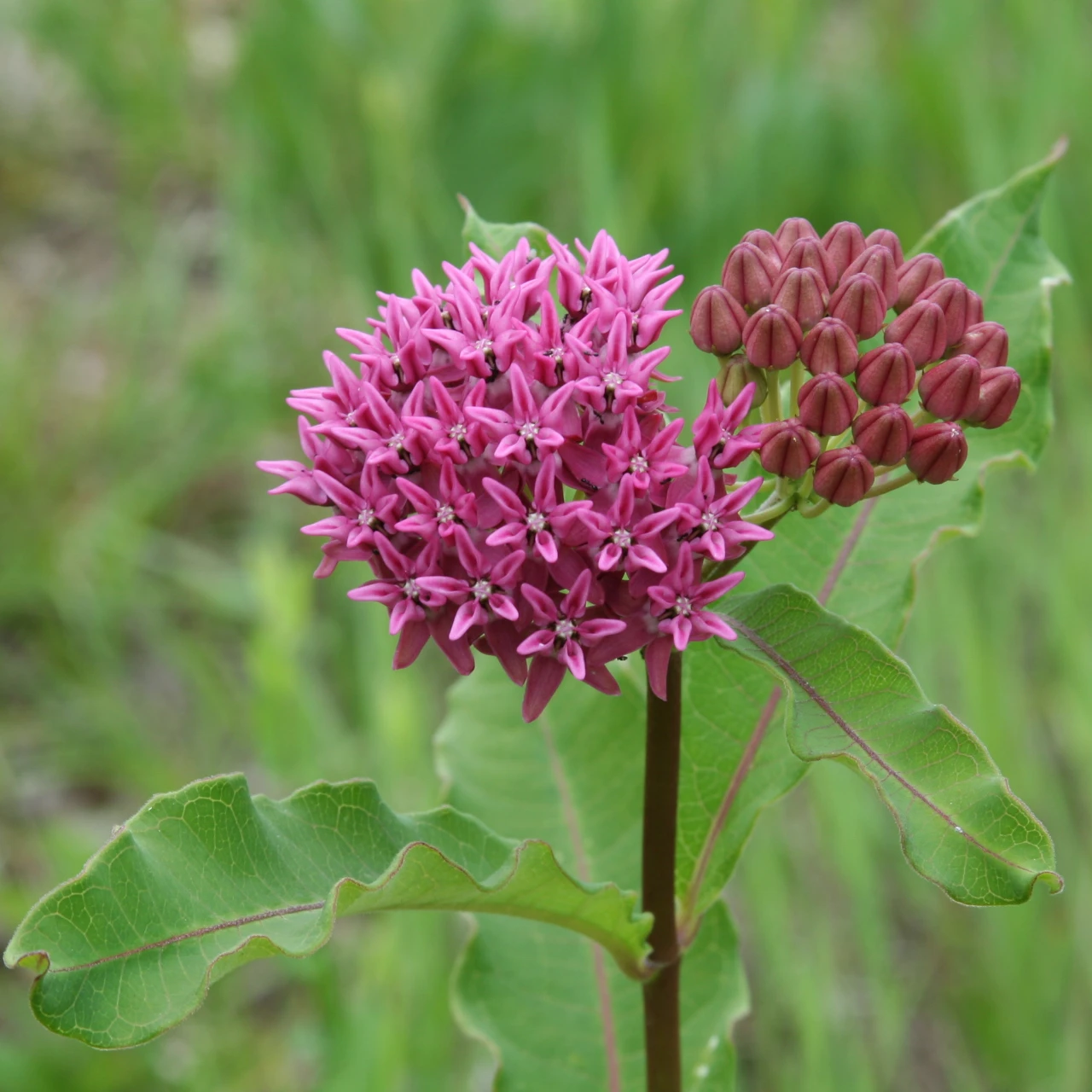 Asclepias purpurascens (Purple Milkweed)