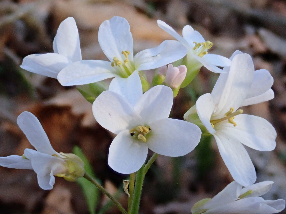 Cardamine concatenata (Cutleaf Toothwort)