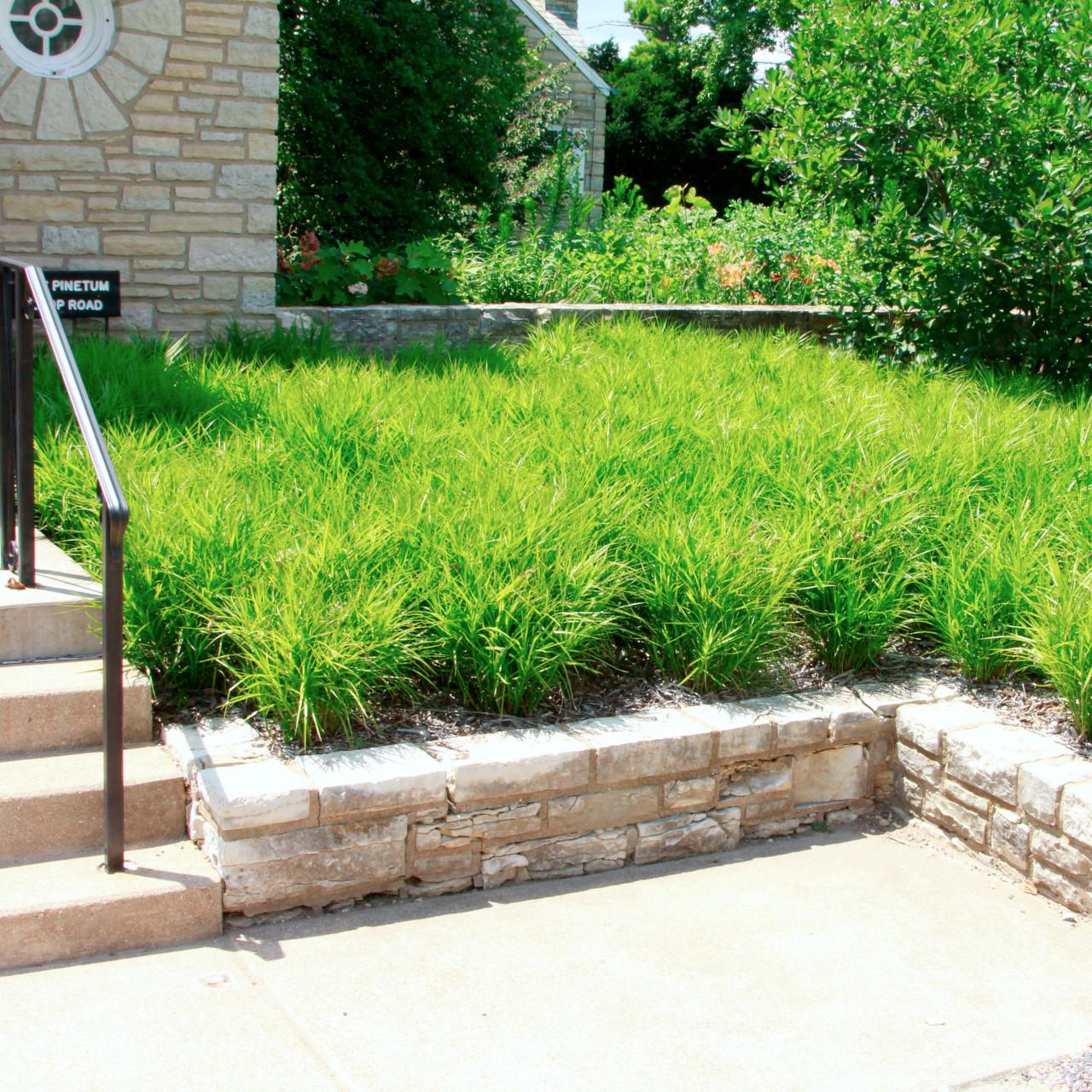 Carex albicans (Oak Sedge)