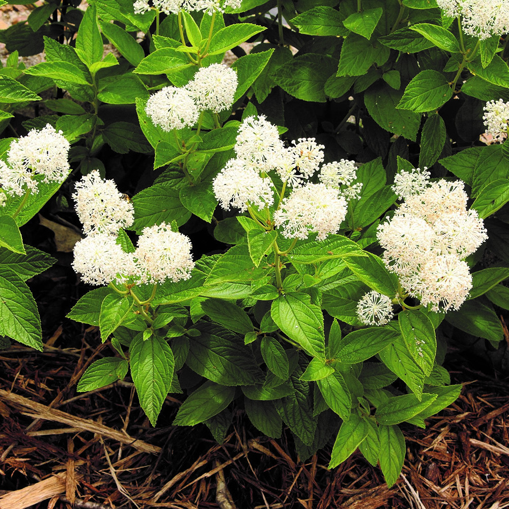 PLANT TYPES - Shrubs - Missouri Wildflowers Nursery