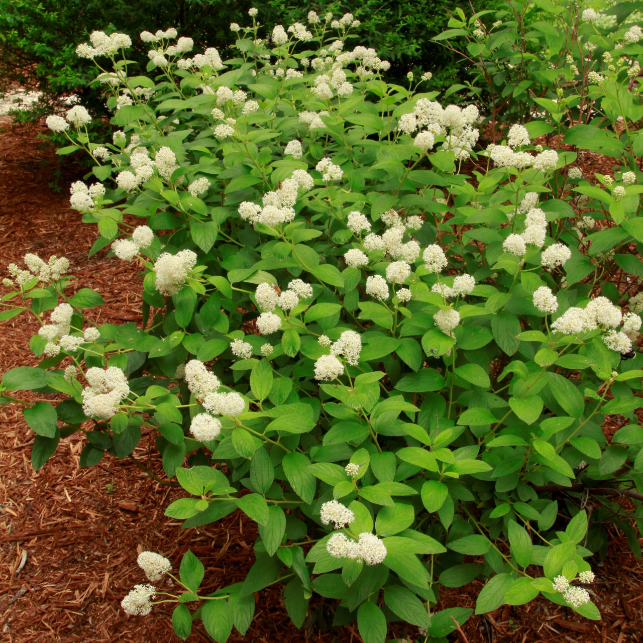 PLANT TYPES - Shrubs - Missouri Wildflowers Nursery