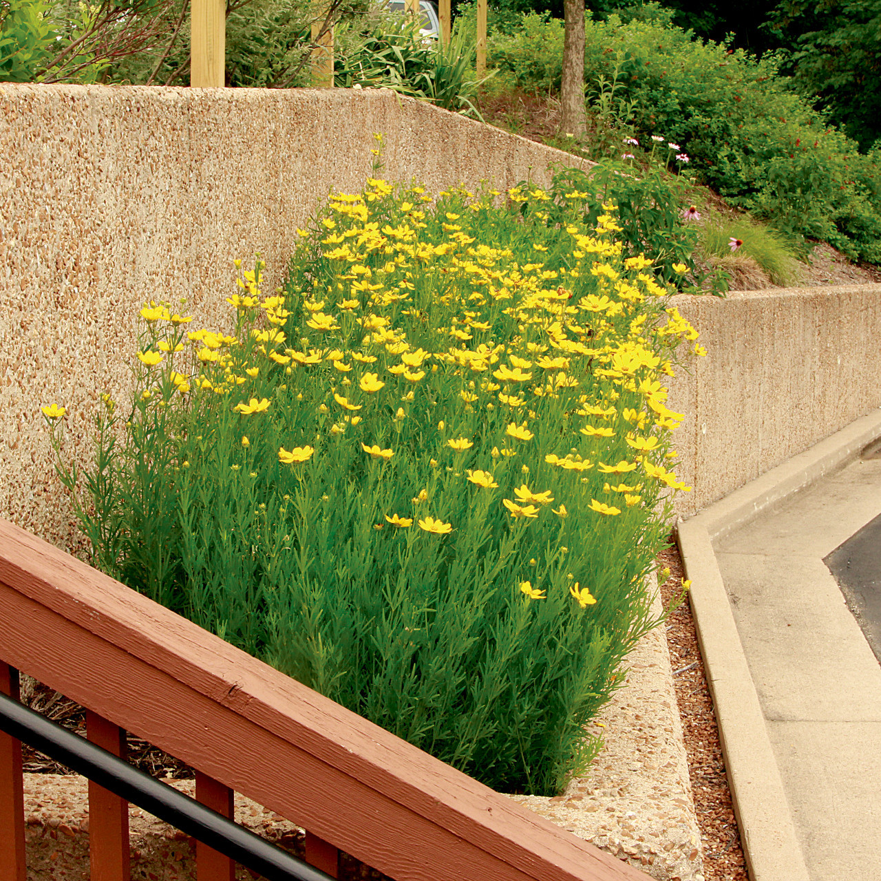 Coreopsis palmata (Prairie Coreopsis)