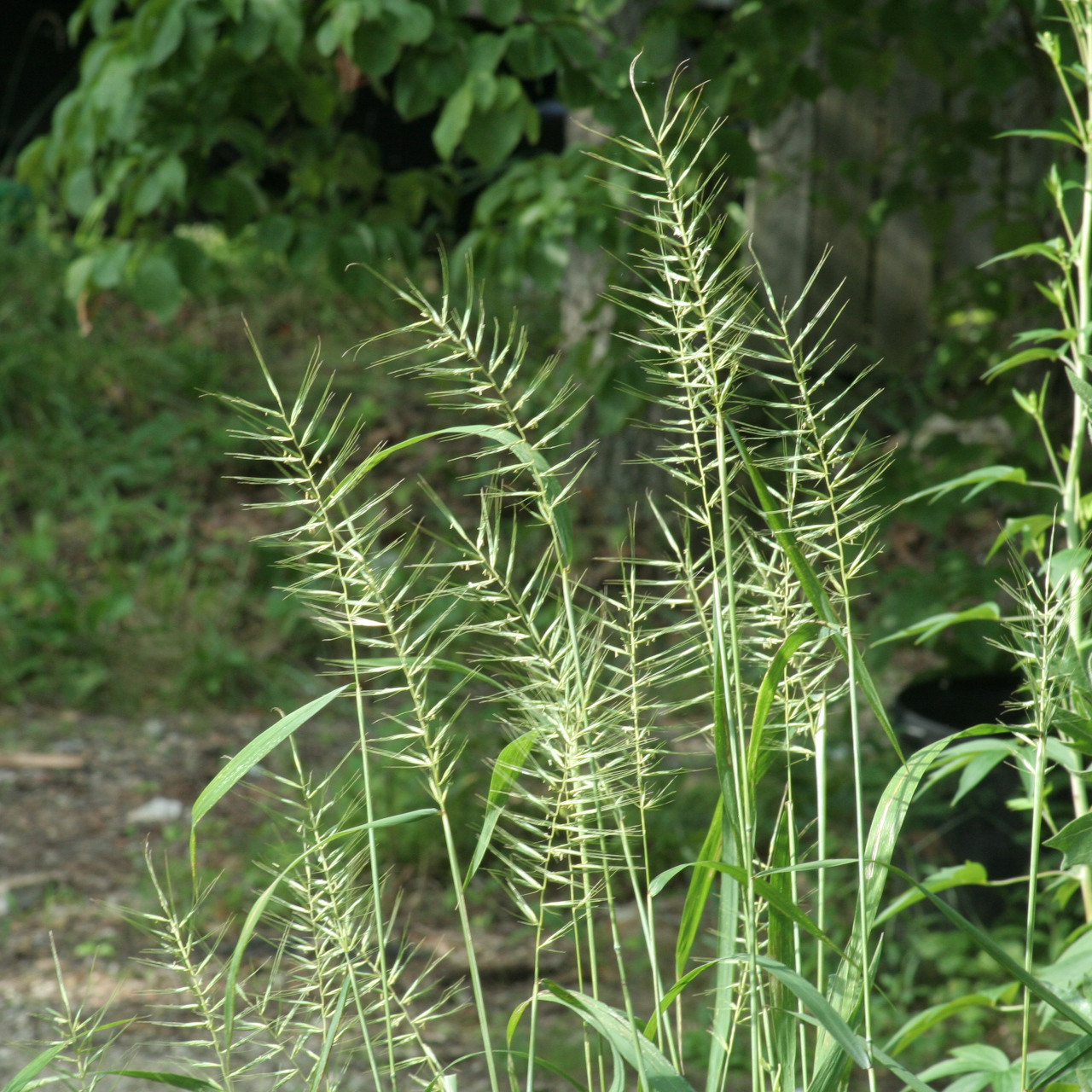 PLANT TYPES - Grasses & Sedges - Missouri Wildflowers Nursery