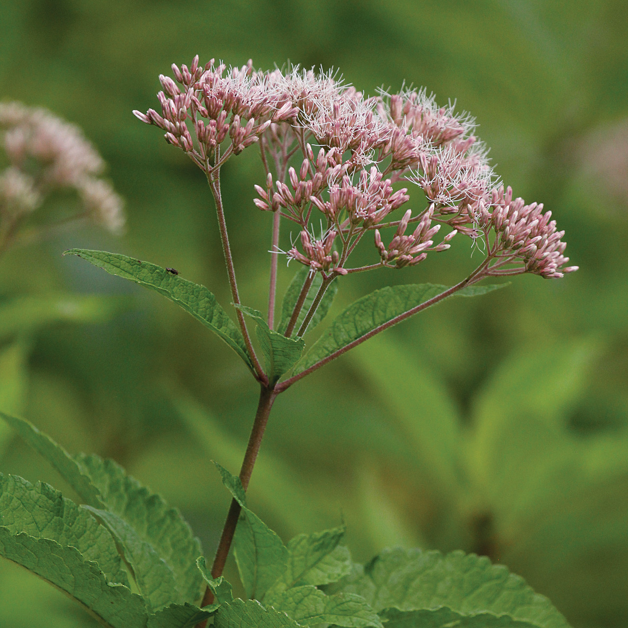 Eutrochium fistulosum (Hollow Joe Pye Weed)