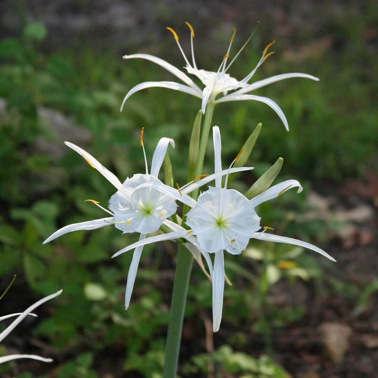Melanthium virginicum (Bunchflower Lily)