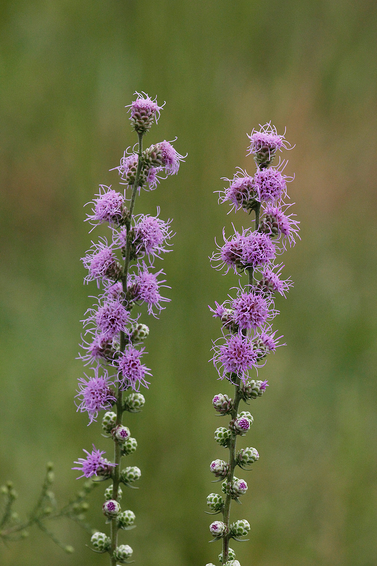 Liatris aspera (Rough Blazing Star)