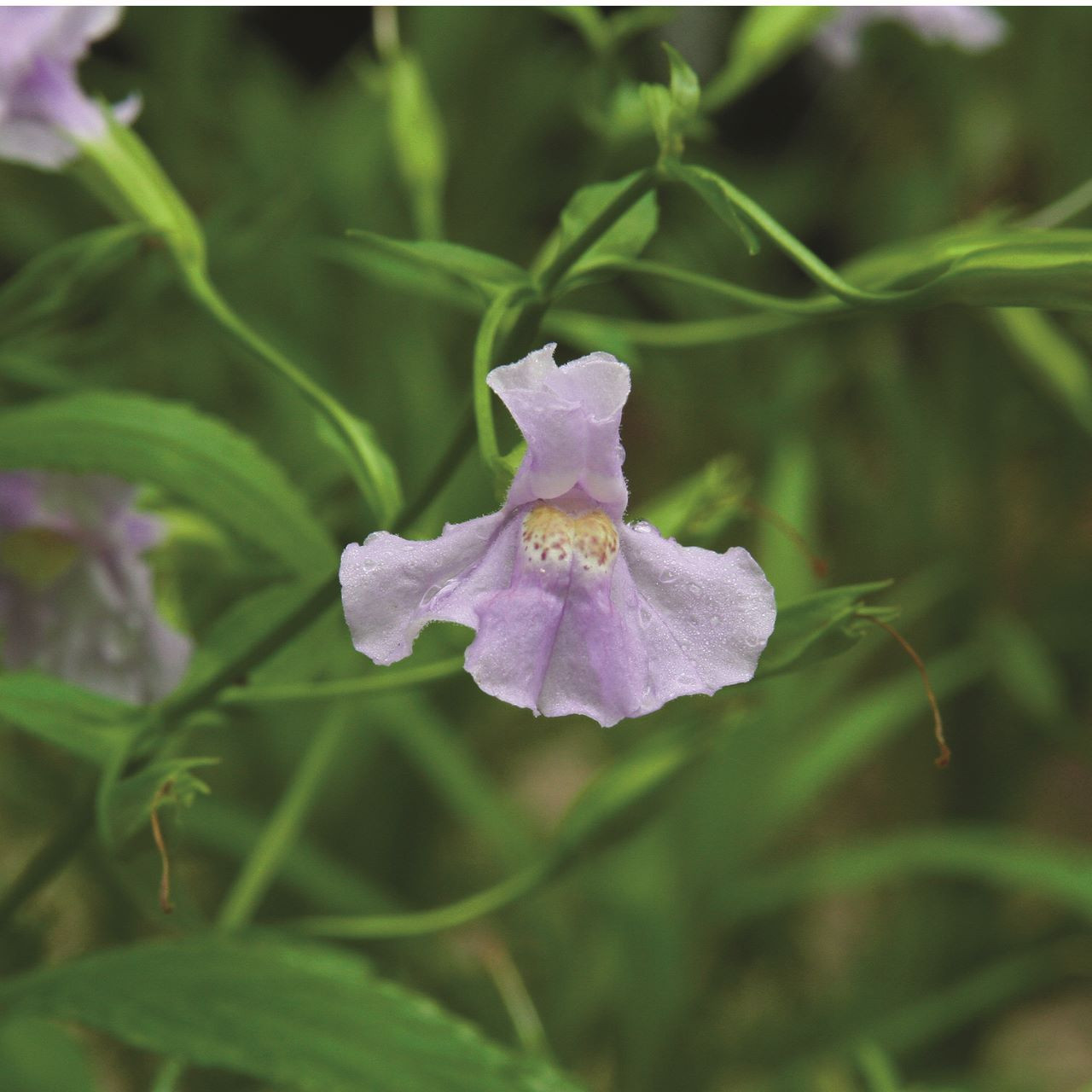 Mimulus ringens (Monkeyflower)