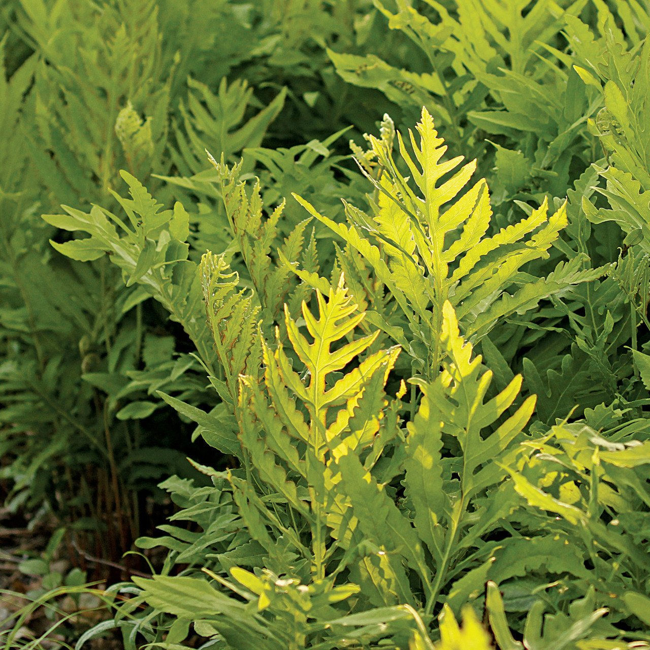 PLANT TYPES - Ferns - Missouri Wildflowers Nursery
