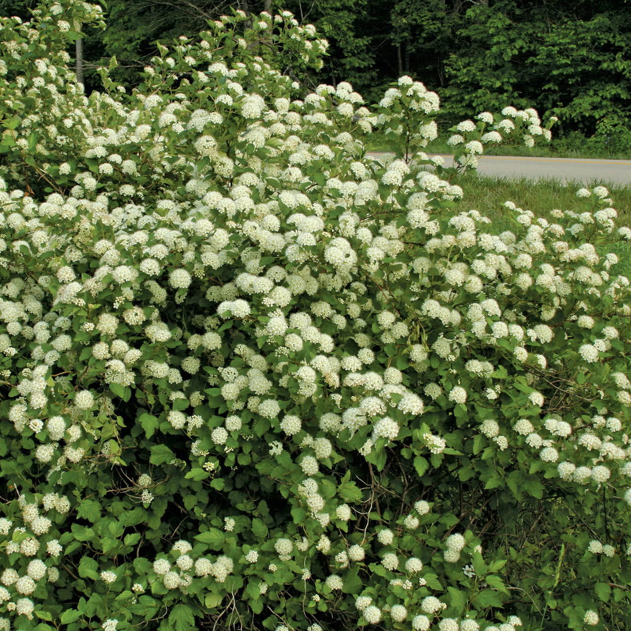 PLANT TYPES - Shrubs - Missouri Wildflowers Nursery