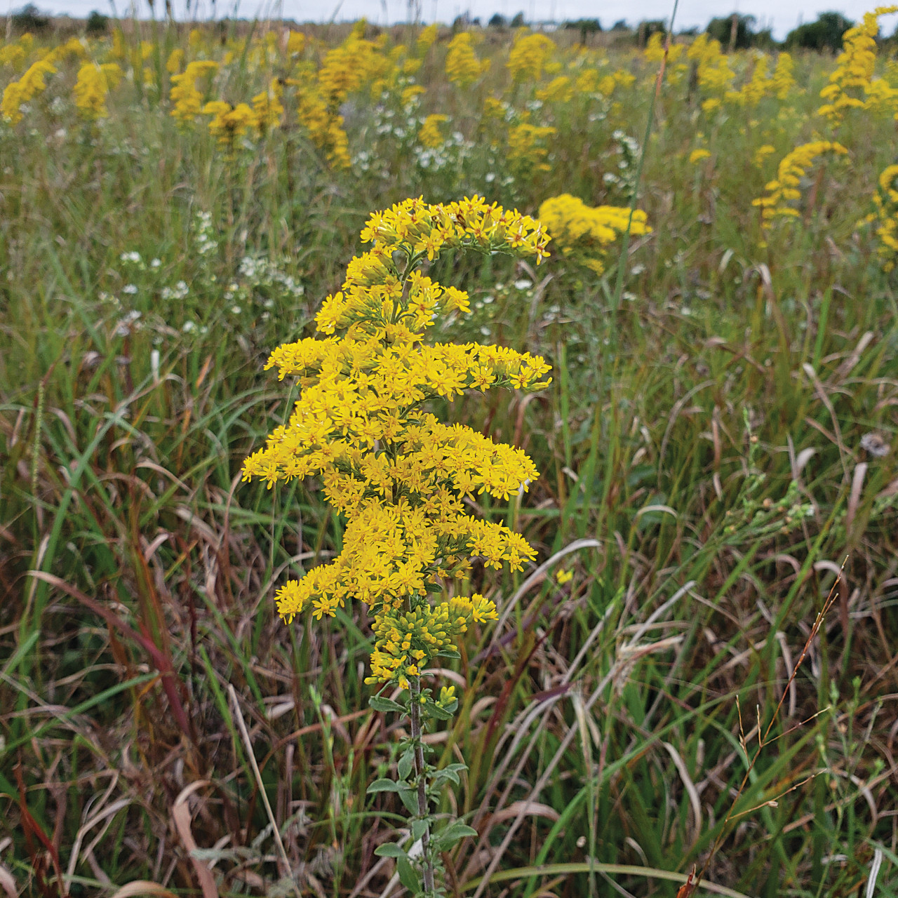 Solidago nemoralis (Gray Goldenrod)