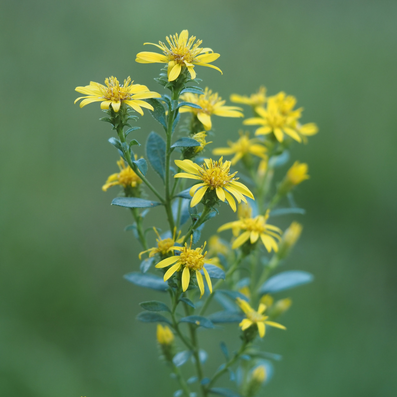 Solidago drummondii (Cliff Goldenrod)