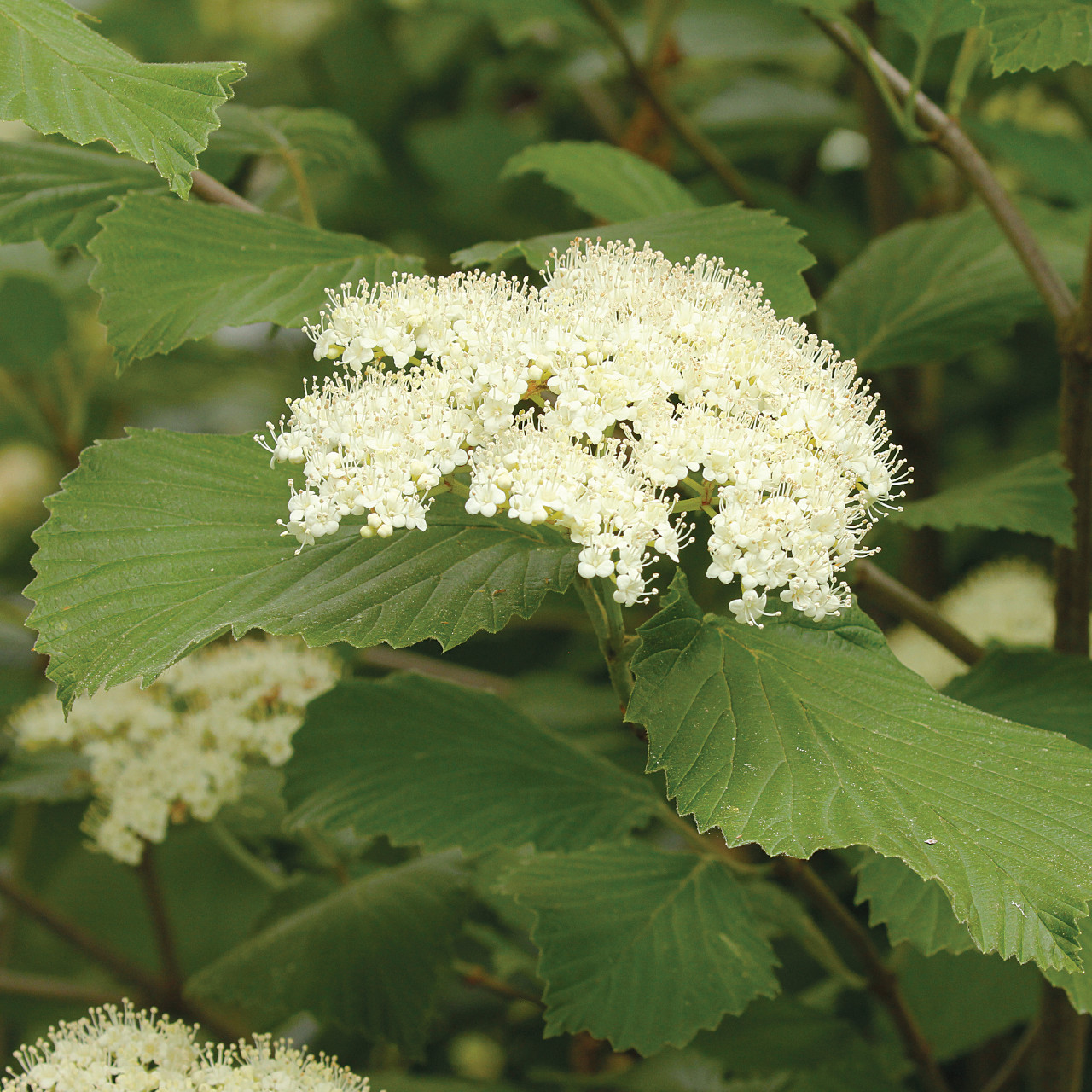 Viburnum dentatum (Southern Arrow-wood)