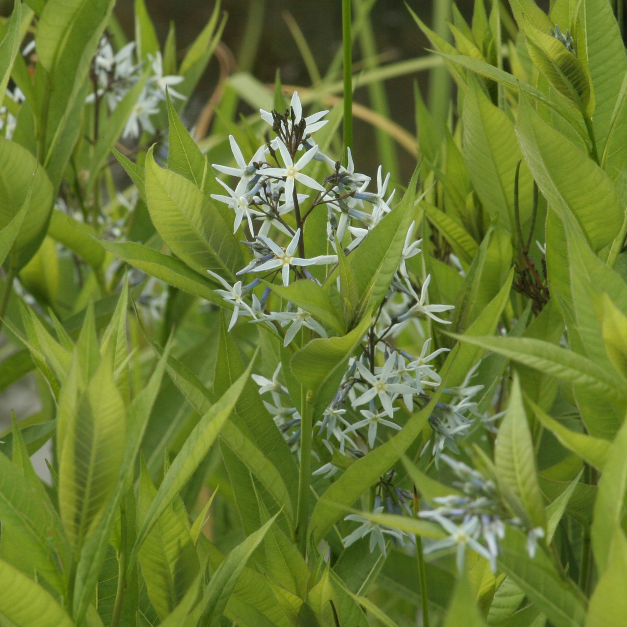 Amsonia illustris (Shining Blue Star)