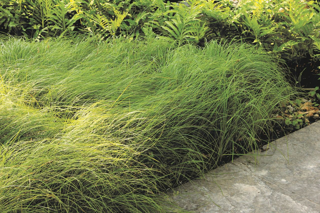 Carex pensylvanica (Pennsylvania Sedge)