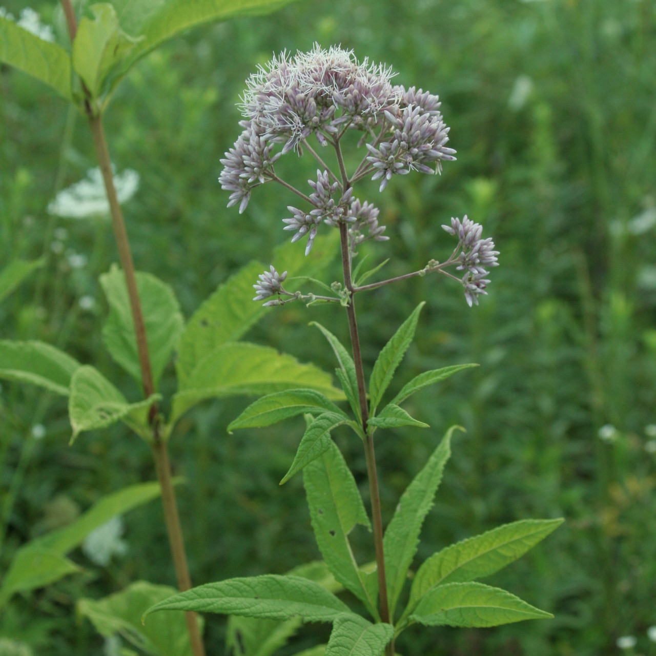 Eutrochium purpureum (Joe Pye Weed)