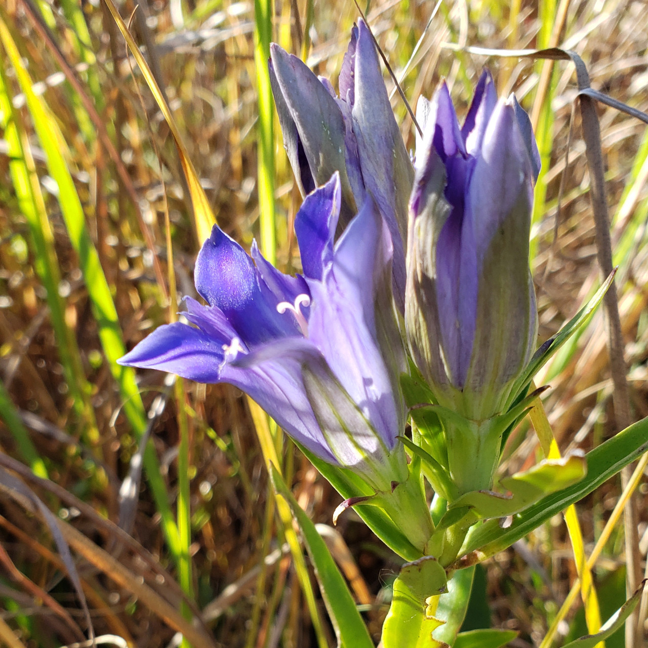 Gentiana puberulenta (Downy Gentian)