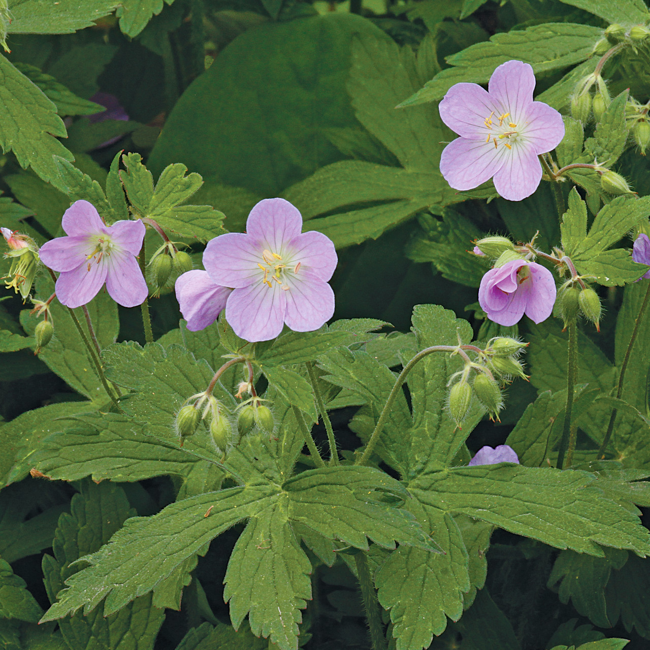 wild geranium pink