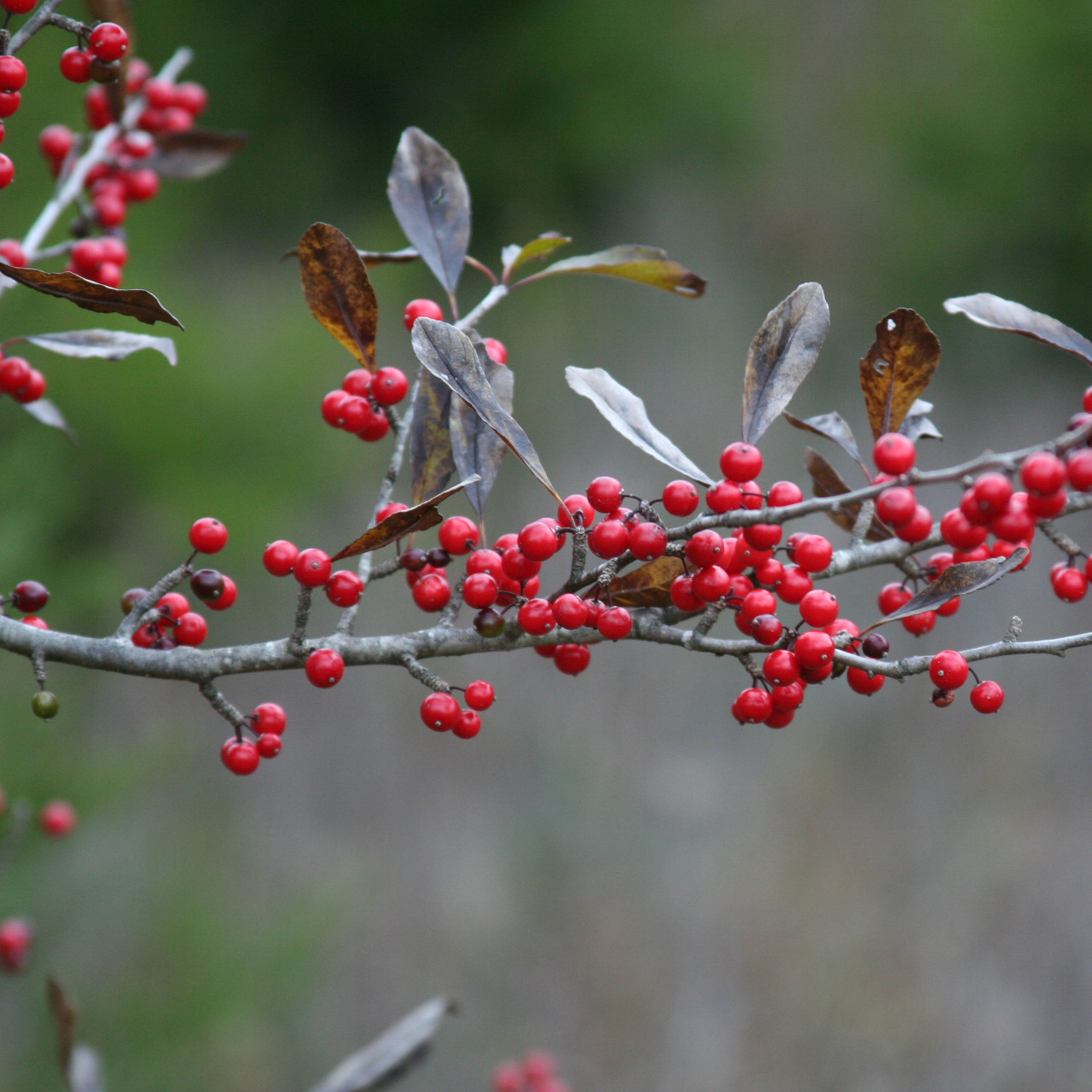 Ilex decidua (Deciduous Holly)