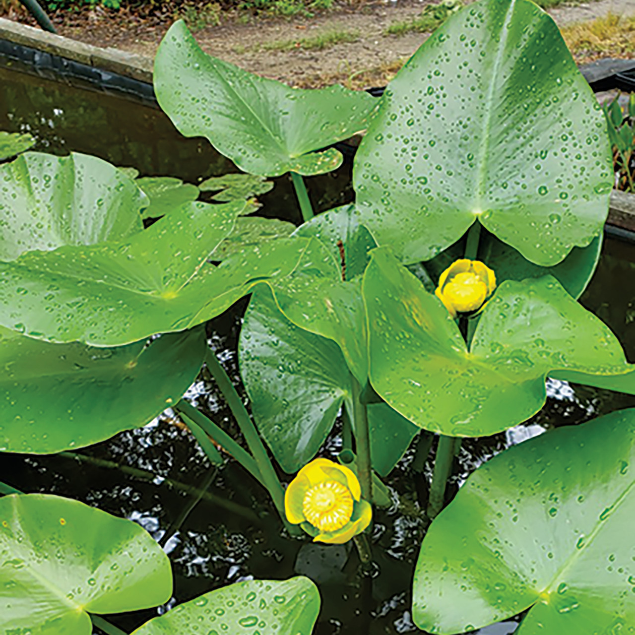 Nuphar advena (Spatterdock)