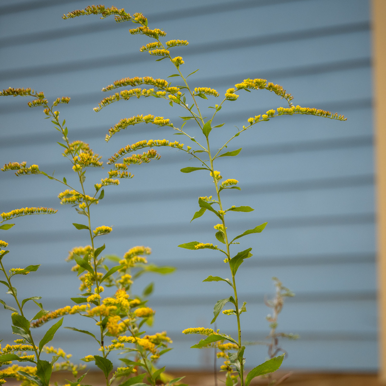 Solidago Ulmifolia