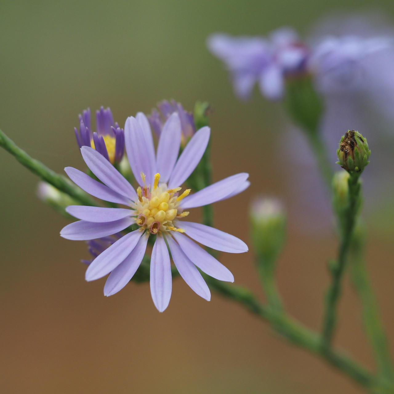 Symphyotrichum laeve (Smooth Aster)
