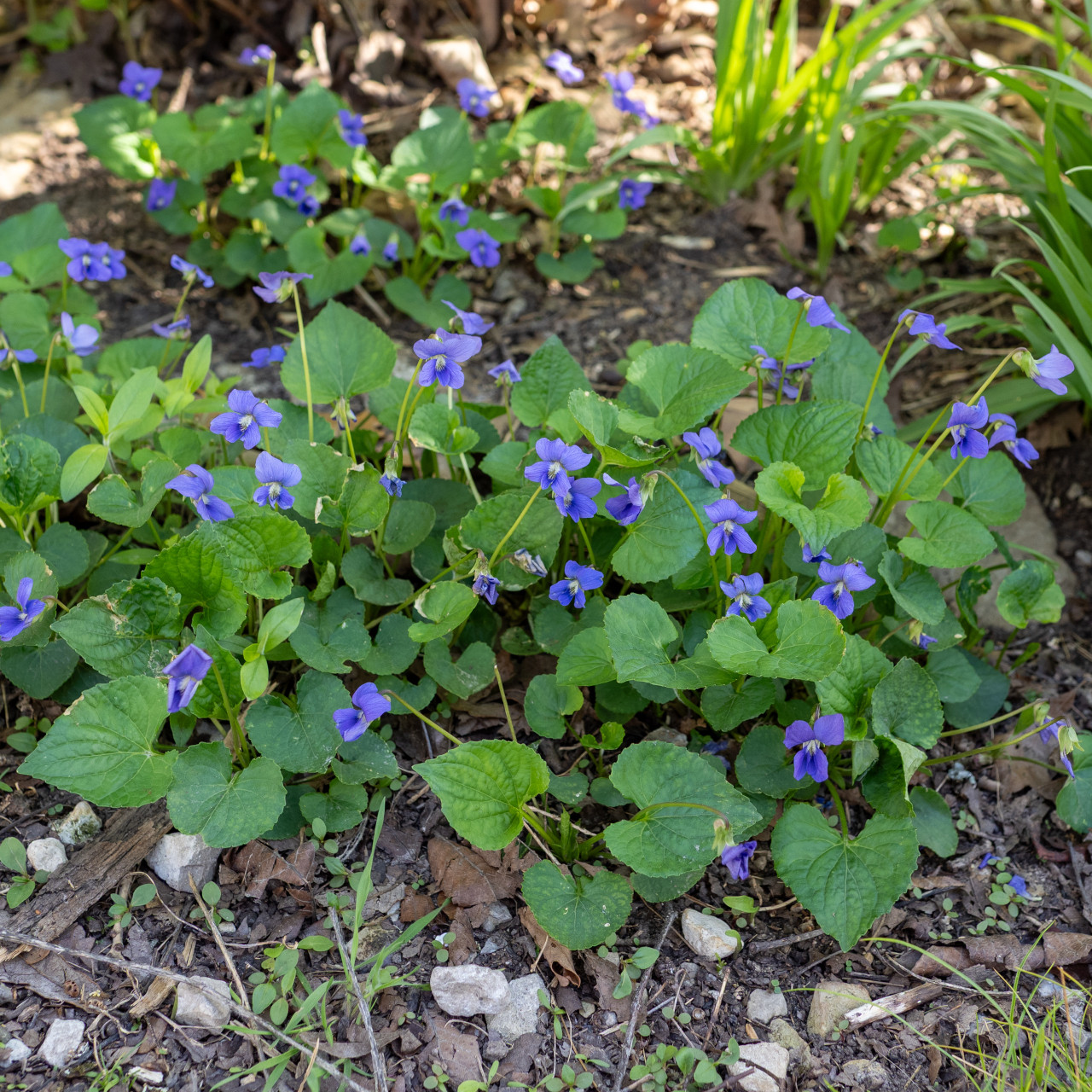 are violas the same as violets