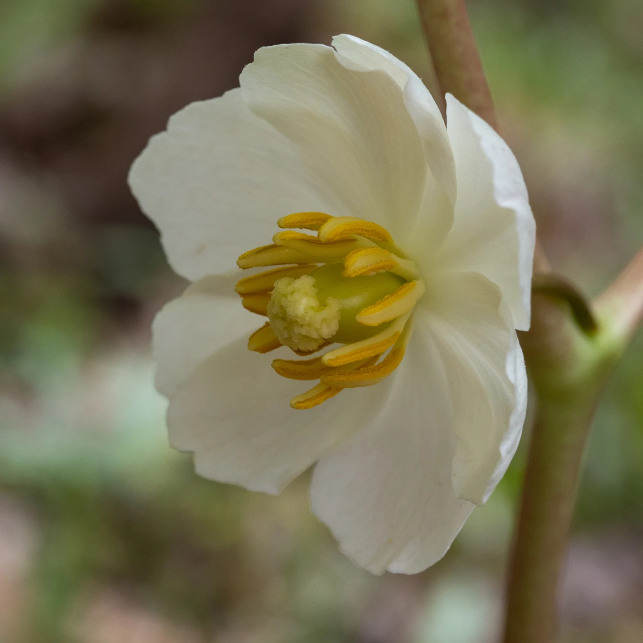 Podophyllum peltatum (Mayapple)