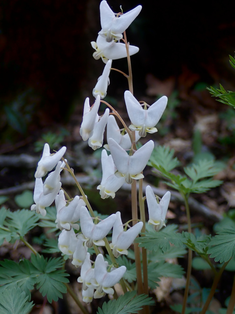 Dicentra cucullaria (Dutchman's Breeches)