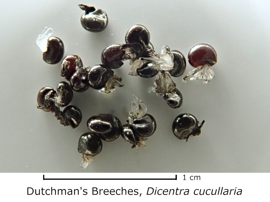 Dicentra cucullaria (Dutchman's Breeches)