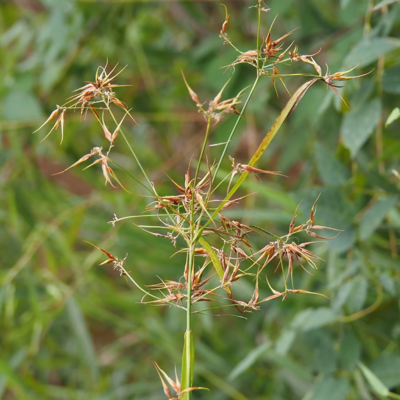 Rhynchospora corniculata (Shortbristle Horned Beaksedge)