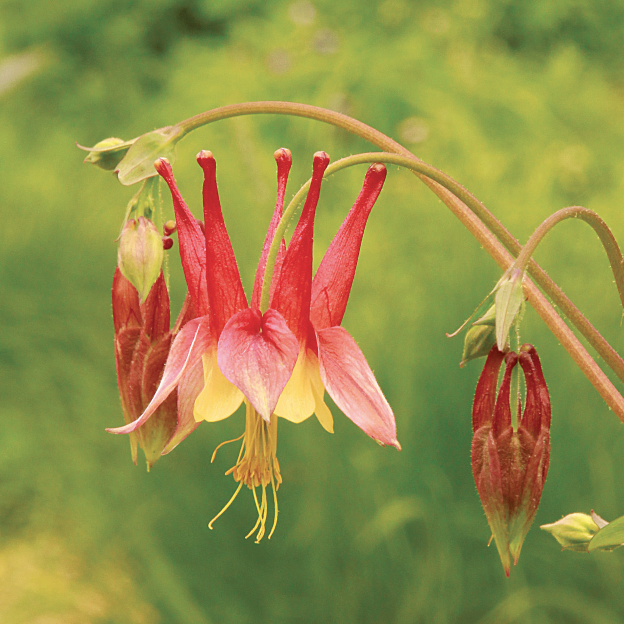 Aquilegia canadensis (Columbine)