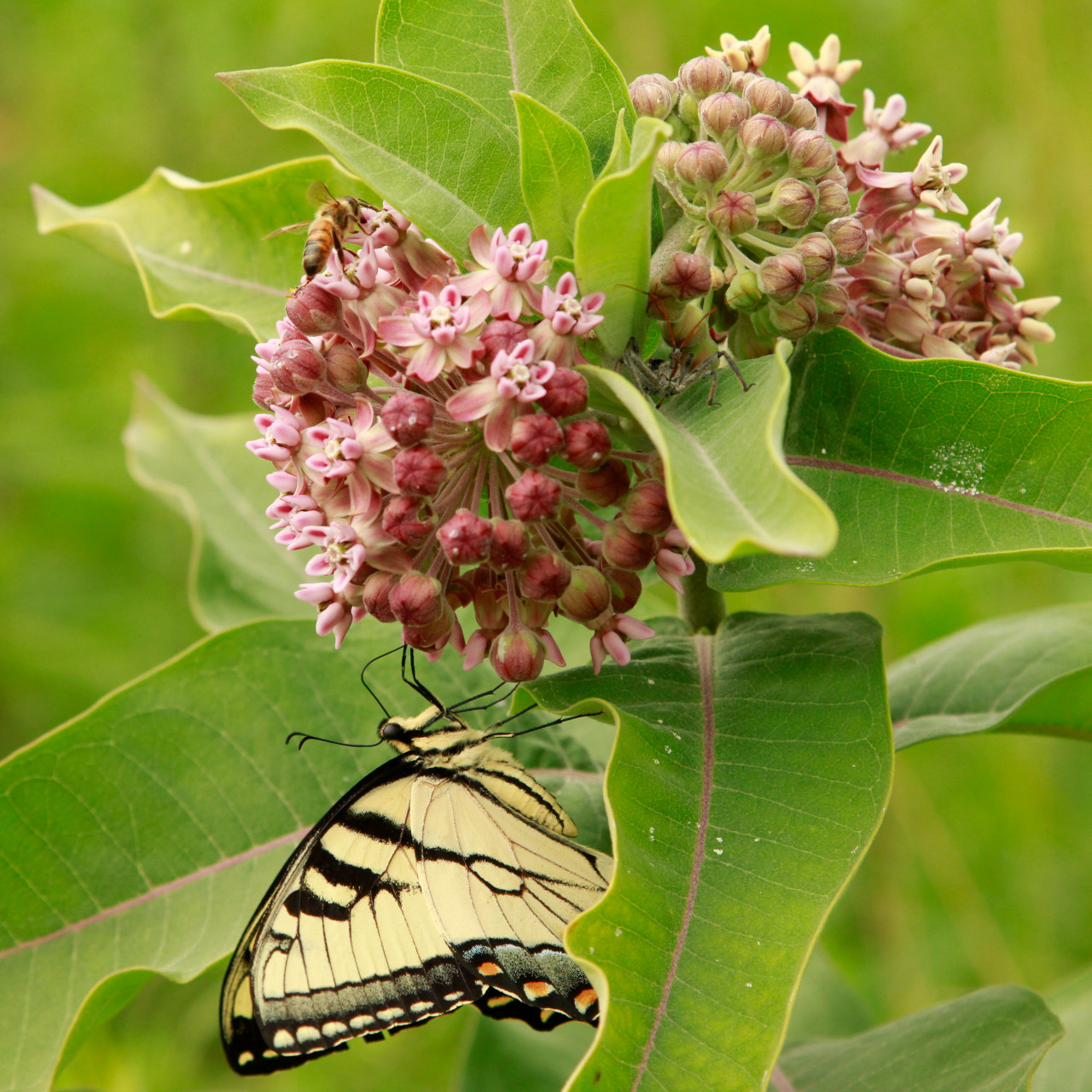 Asclepias syriaca (Common Milkweed)