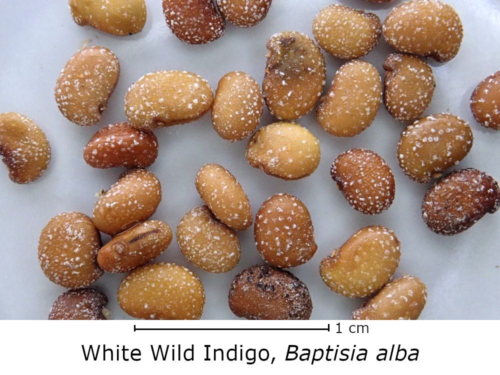 Baptisia alba (White Wild Indigo)