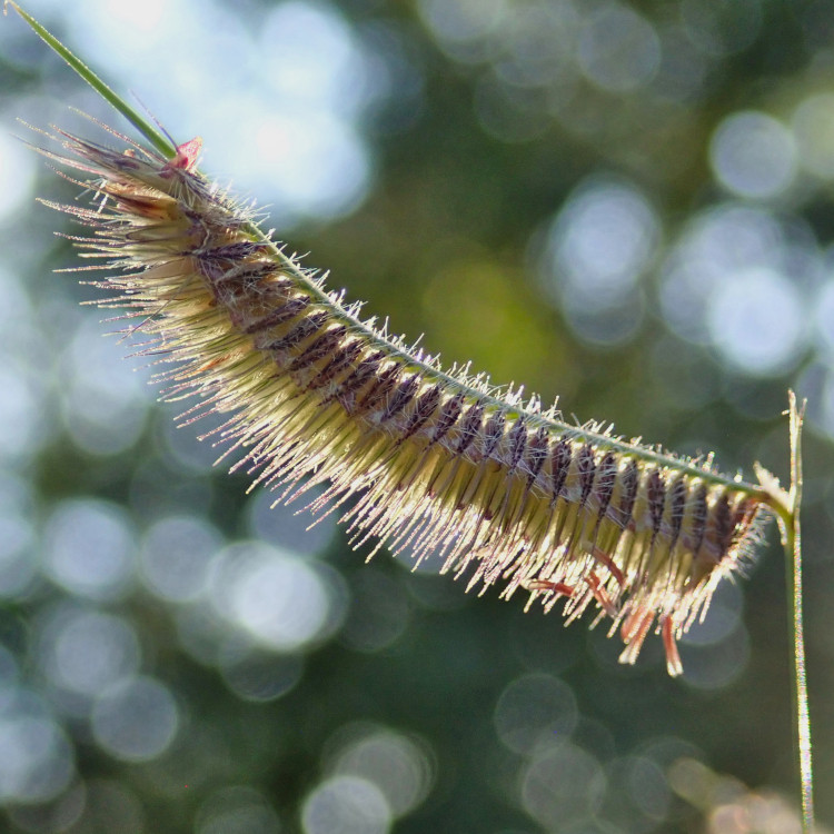 Bouteloua hirsuta (Eyelash Grass)
