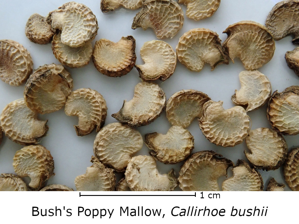 Callirhoe bushii (Bush's Poppy Mallow)