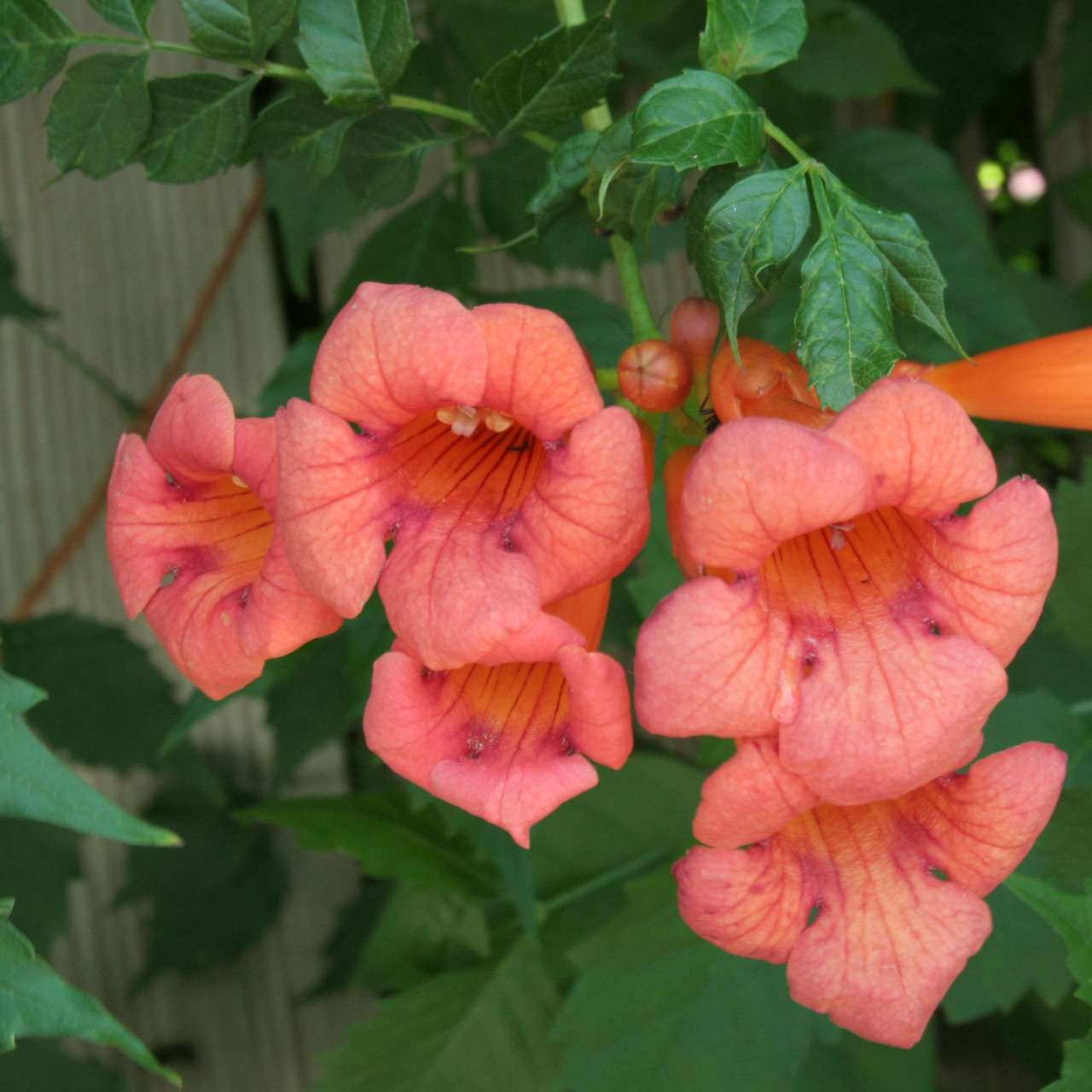 PLANT TYPES - Vines - Missouri Wildflowers Nursery
