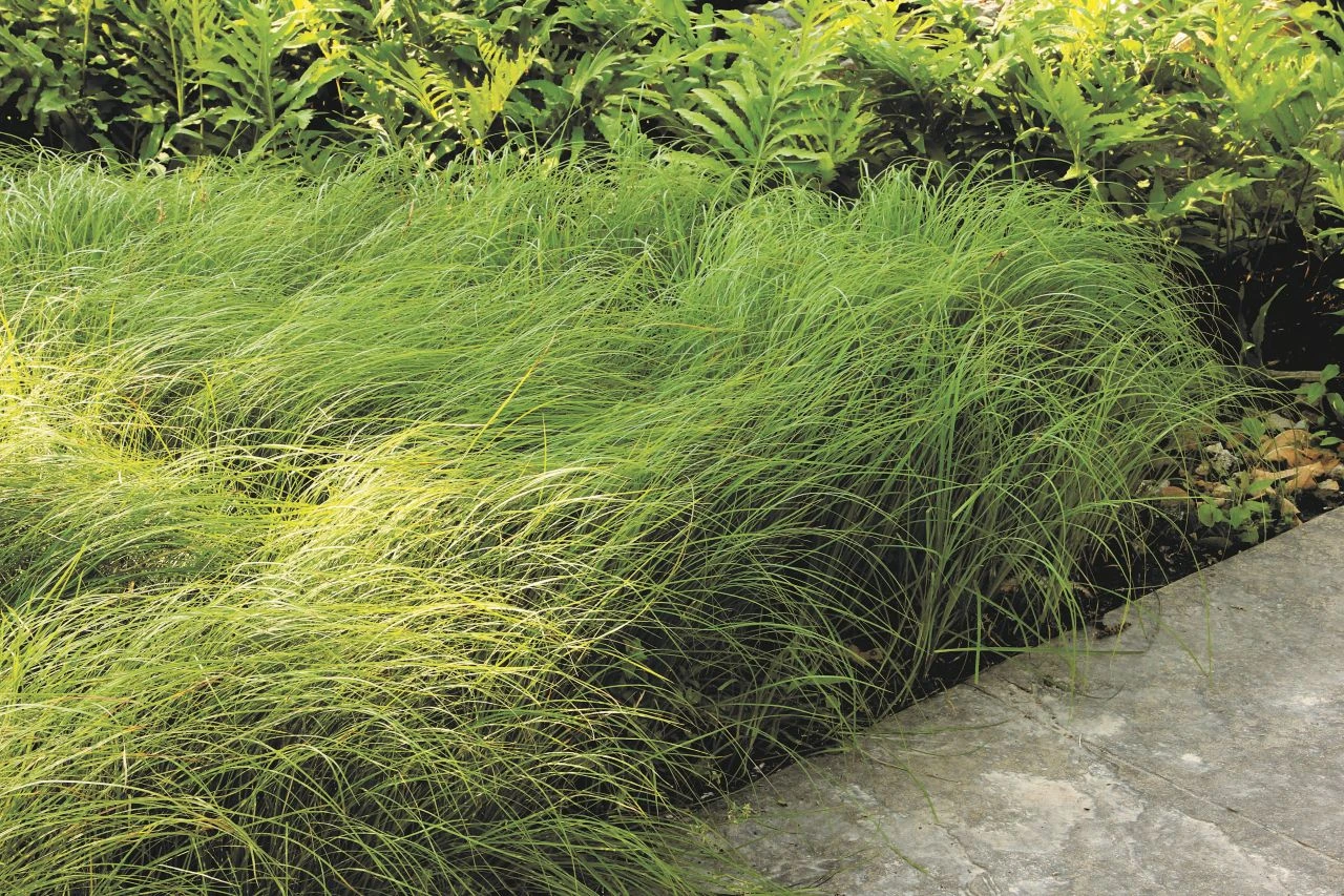 Carex pensylvanica (Pennsylvania Sedge)