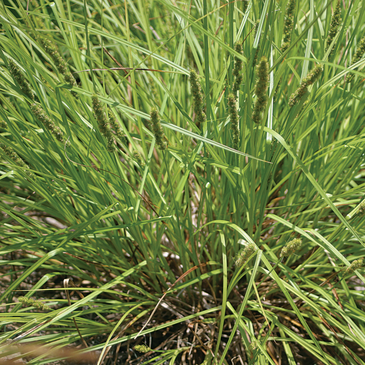 PLANT TYPES - Grasses & Sedges - Missouri Wildflowers Nursery