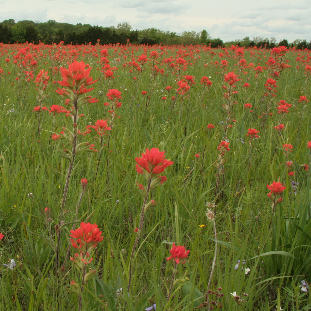 Castilleja coccinea (Indian Paintbrush)