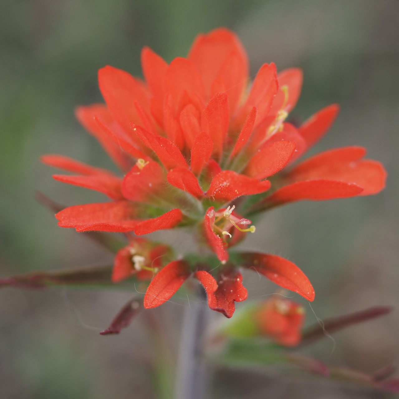 Castilleja coccinea (Indian Paintbrush)