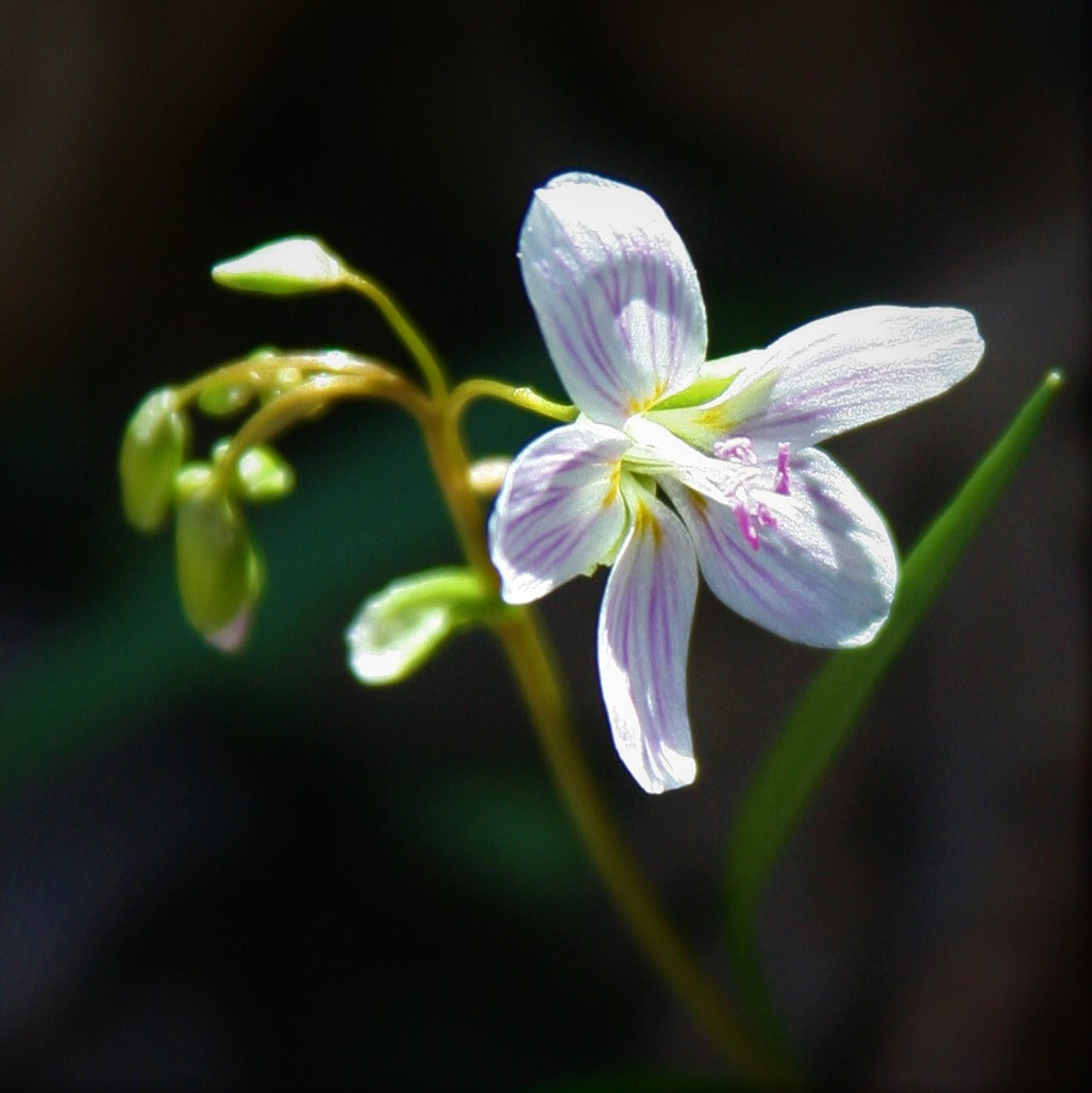 Claytonia virginica (Spring Beauty)