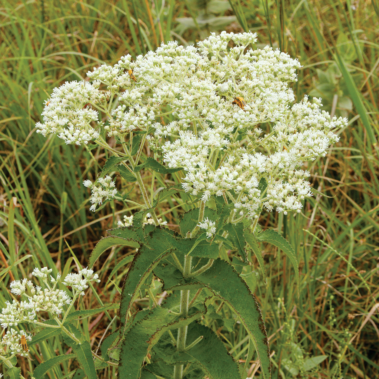 Eupatorium perfoliatum (Common Boneset)