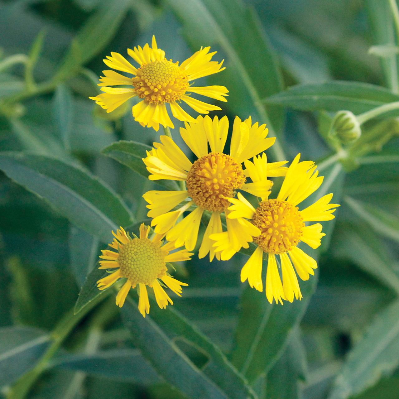 Helenium autumnale (Helen's Flower)