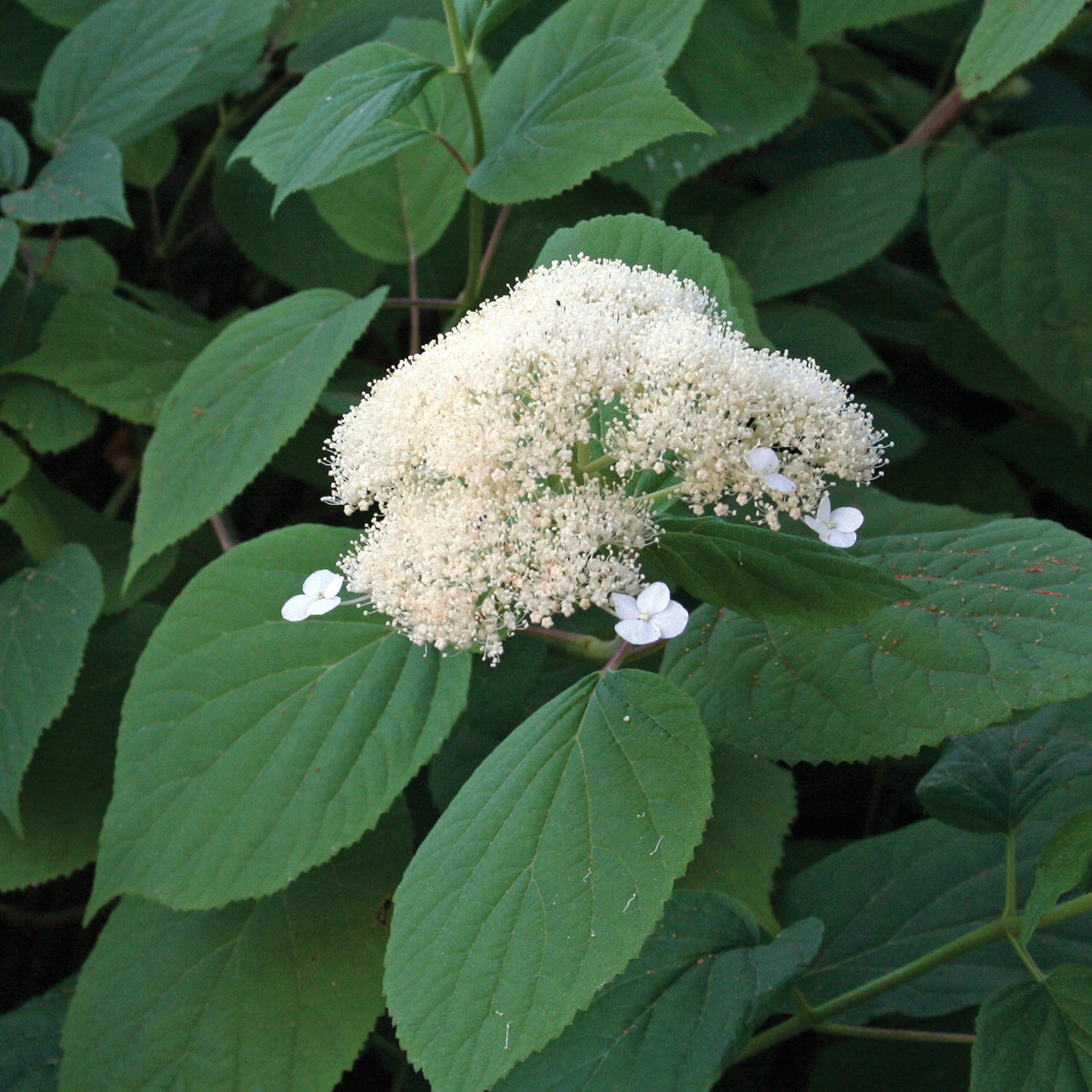 Hydrangea arborescens (Wild Hydrangea)