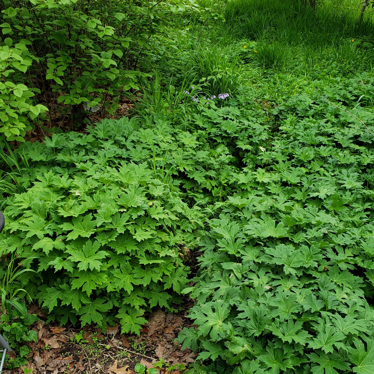Hydrophyllum canadense (Broadleaf Waterleaf)